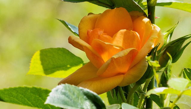 Rose Plantes Plante Ornementale - Photo gratuite sur Pixabay - Pixabay
