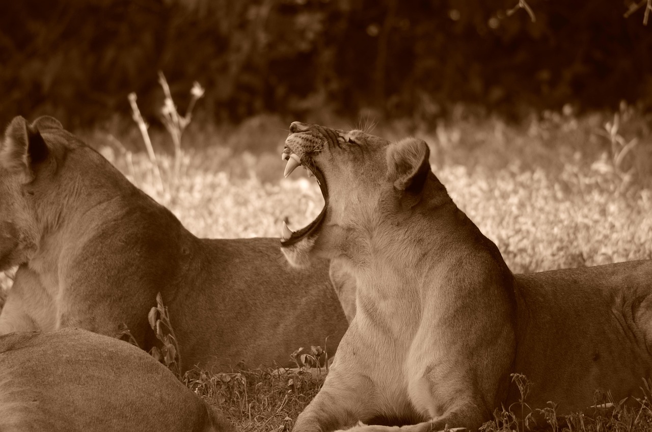 Lion Animal Safari - Free photo on Pixabay - Pixabay