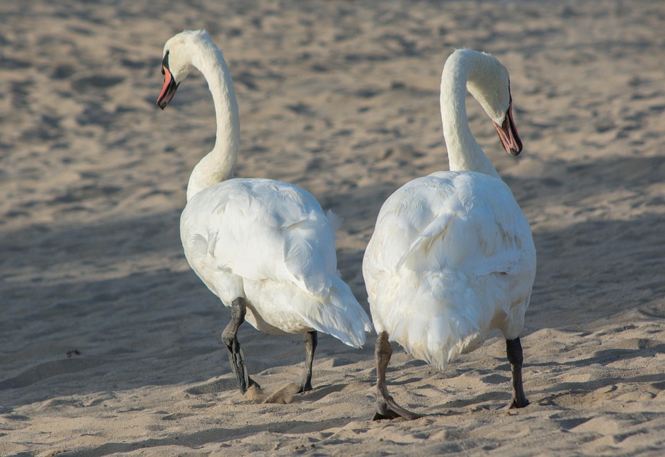 Swans Birds Beach - Free photo on Pixabay - Pixabay