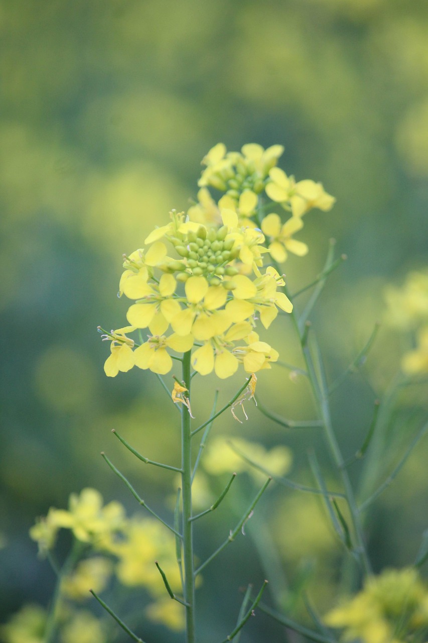 Fleur Nature Naturelle - Photo gratuite sur Pixabay - Pixabay