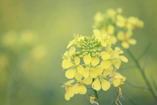 Fleur Nature Naturelle - Photo gratuite sur Pixabay - Pixabay
