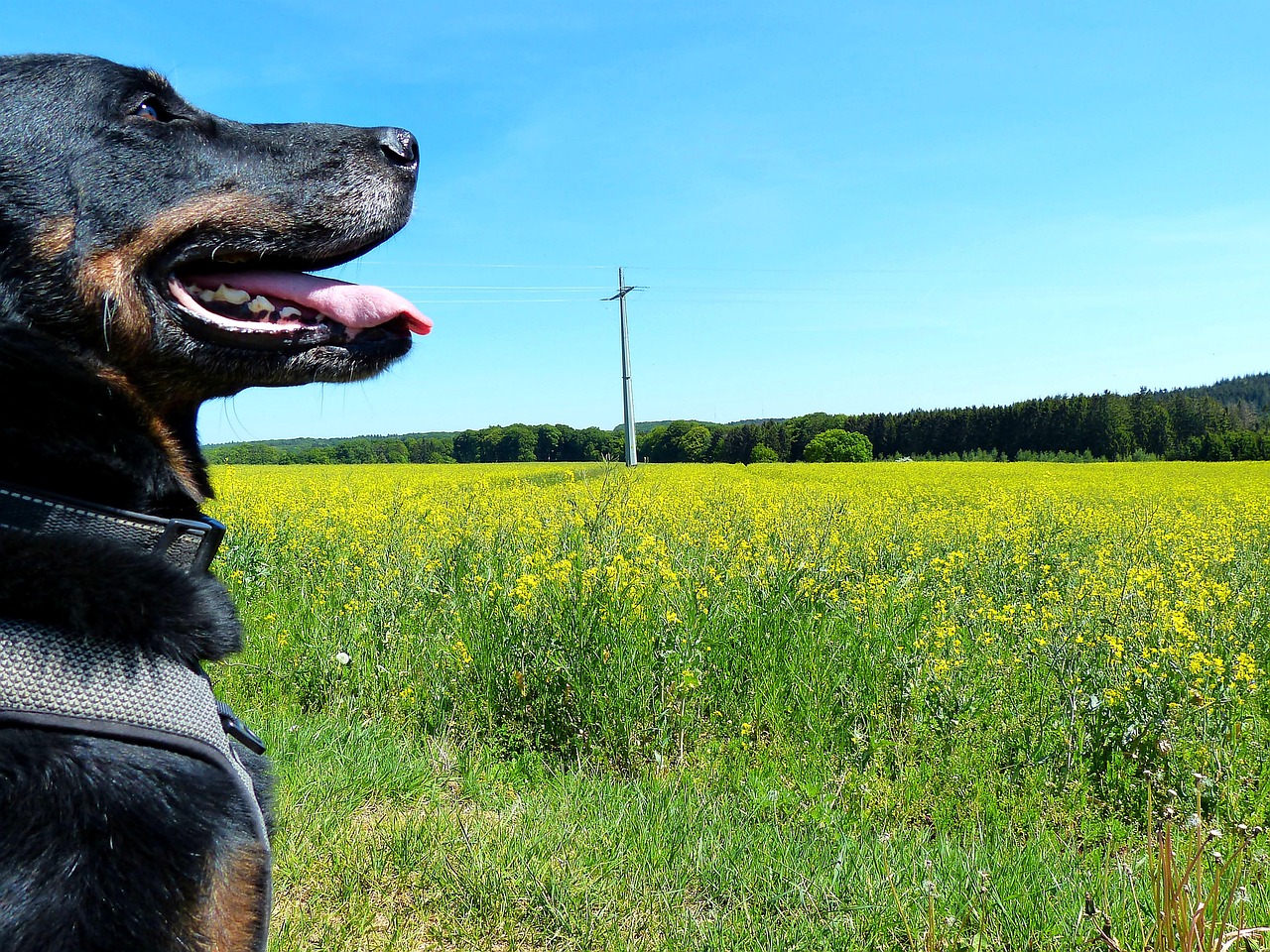 Dog Beauceron Domestic - Free photo on Pixabay - Pixabay