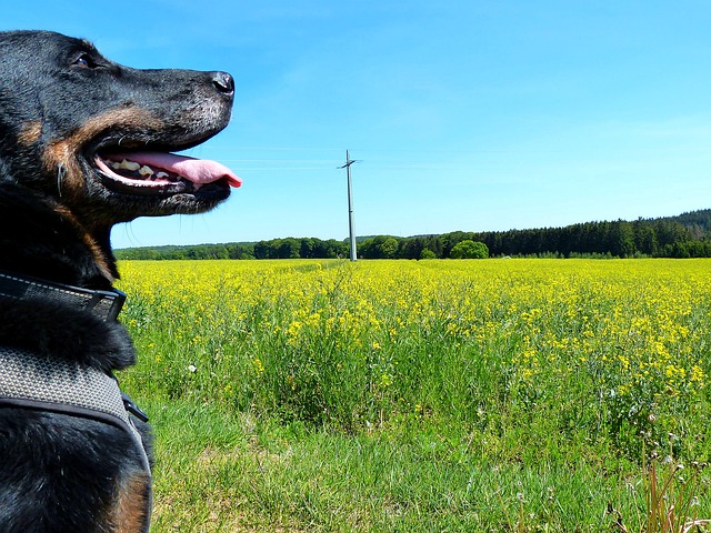 Dog Beauceron Domestic - Free photo on Pixabay - Pixabay
