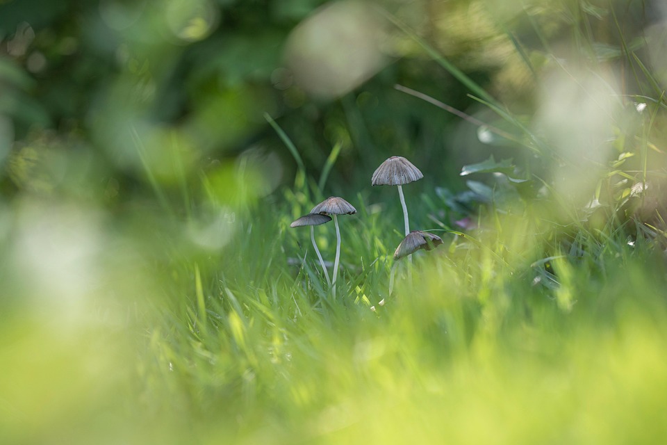 Jamur Hutan Alam - Foto gratis di Pixabay