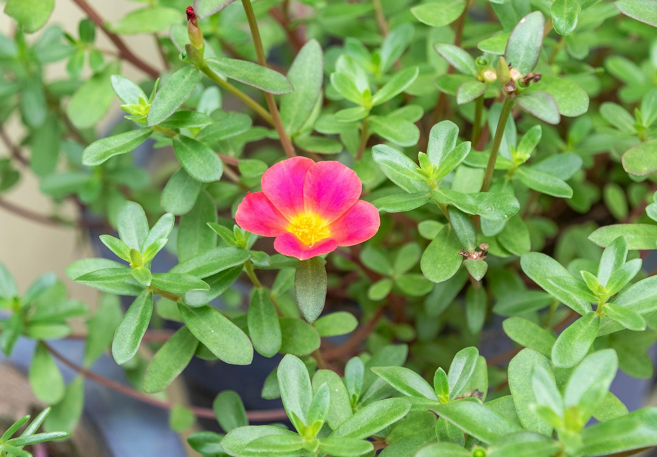 Pink Flower Potentilla Cinquefoil - Free photo on Pixabay - Pixabay
