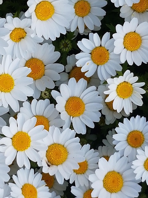 Bunga Aster Putih - Foto gratis di Pixabay - Pixabay