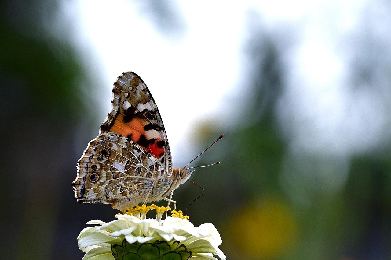 Butterfly Vanessa Cardui Peregrine - Free photo on Pixabay - Pixabay