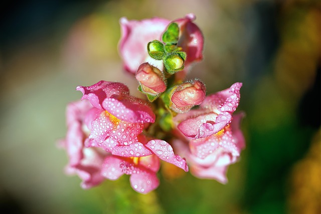 Snapdragons Flower Blossoms - Free photo on Pixabay - Pixabay