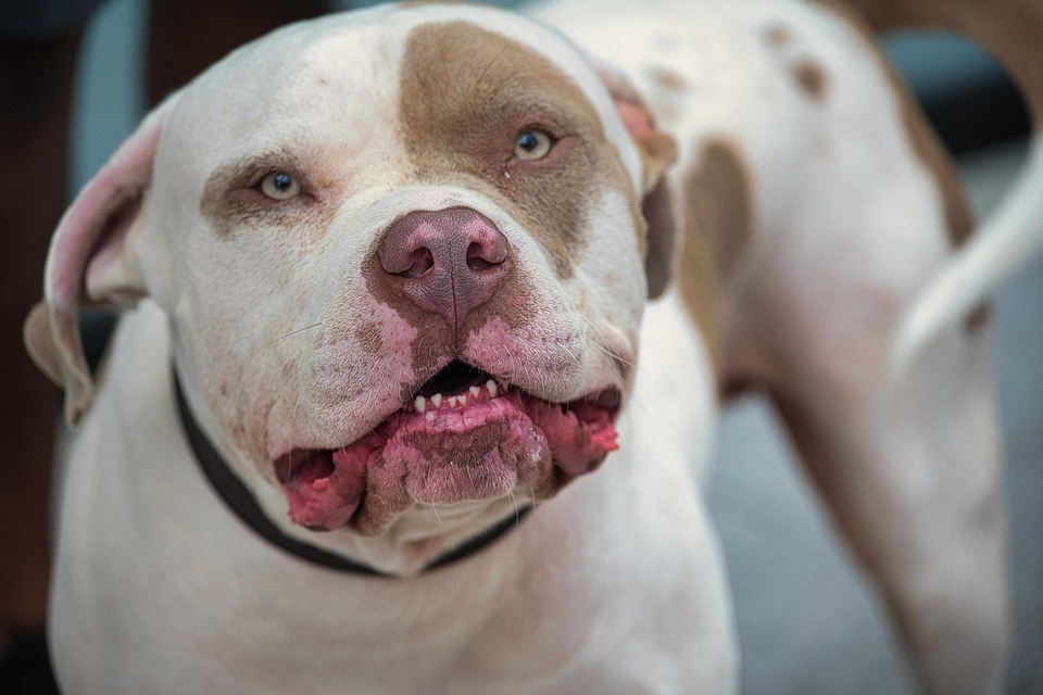Dog Pit Bull Purebred Domestic - Free photo on Pixabay - Pixabay