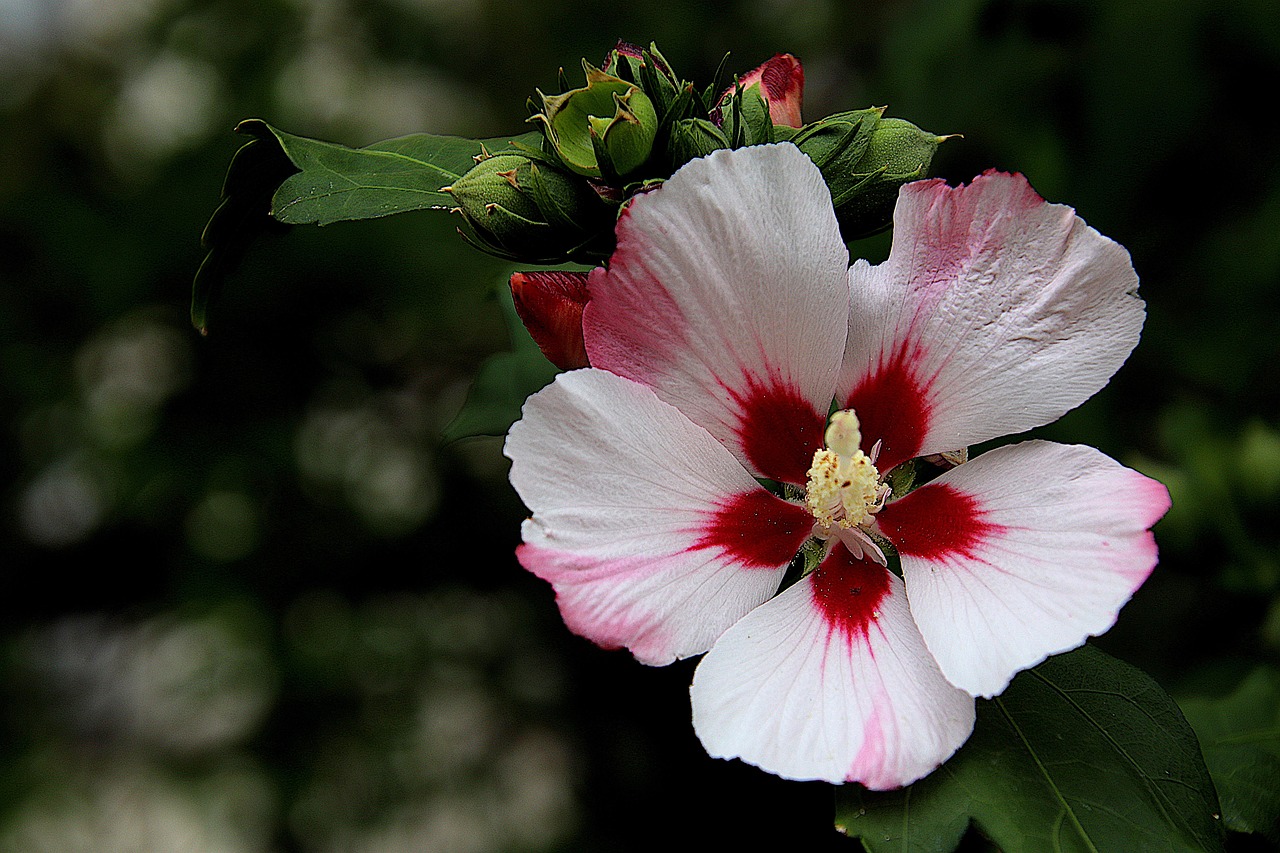 200+ Free White Hibiscus & Hibiscus Images - Pixabay