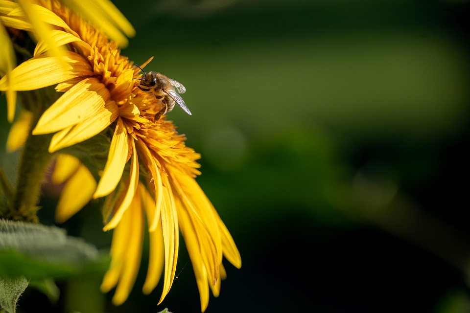 Flower Sunflower Bee - Free photo on Pixabay