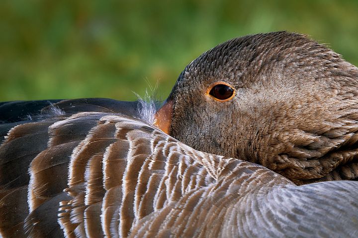 200+ Free Sleeping Bird & Sleep Images - Pixabay