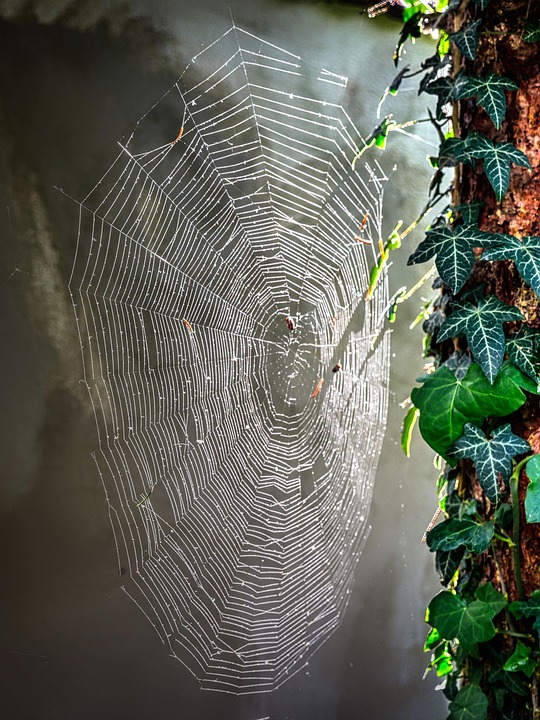 Spinnennetz Efeu Baumstamm - Kostenloses Foto auf Pixabay - Pixabay