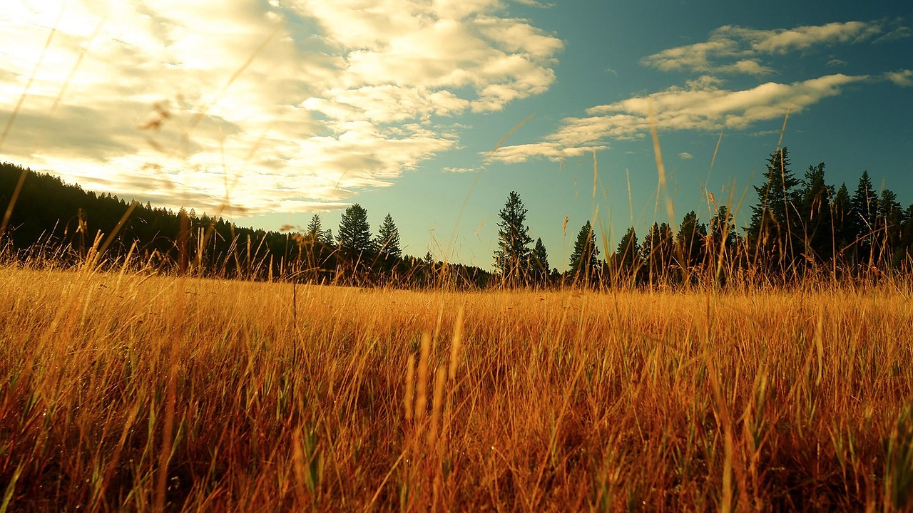 Field Wheat Forest - Free photo on Pixabay - Pixabay