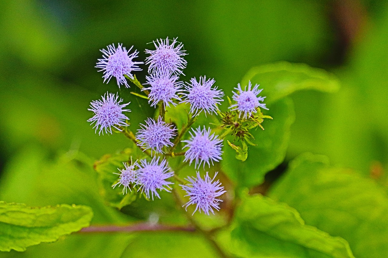 Bunga Kabut Biru Kebun Memulihkan - Foto gratis di Pixabay - Pixabay