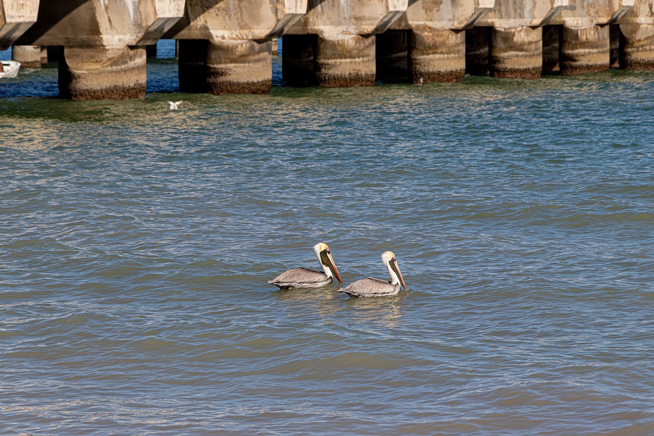 Aves Mar Puerto Progreso - Foto gratis en Pixabay - Pixabay
