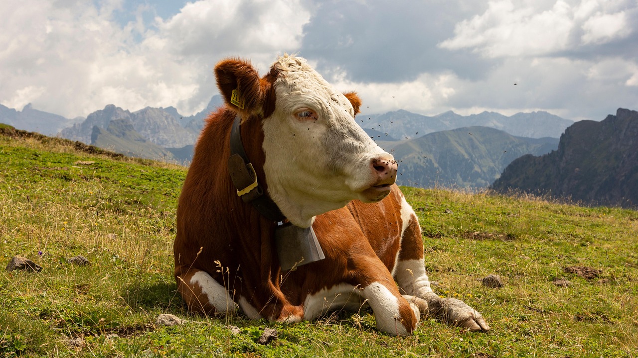 Cow Meadow Grass - Free photo on Pixabay - Pixabay