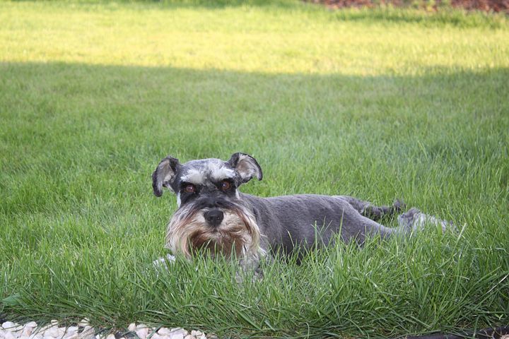 Más de 100 imágenes gratis de Perro Schnauzer y Schnauzer - Pixabay
