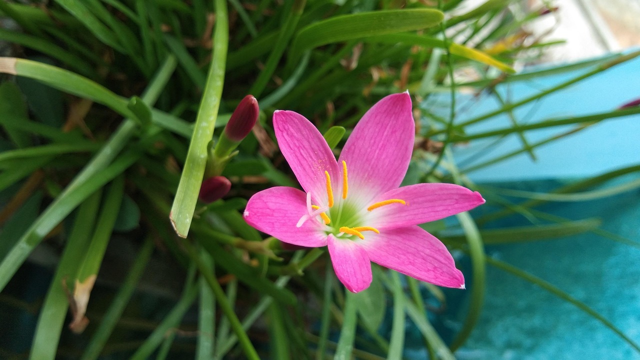 Bunga Bakung Zephyr Merah Jambu - Foto gratis di Pixabay