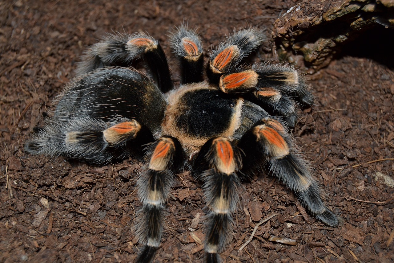 Tiere Vogelspinne Tarantel - Kostenloses Foto auf Pixabay - Pixabay