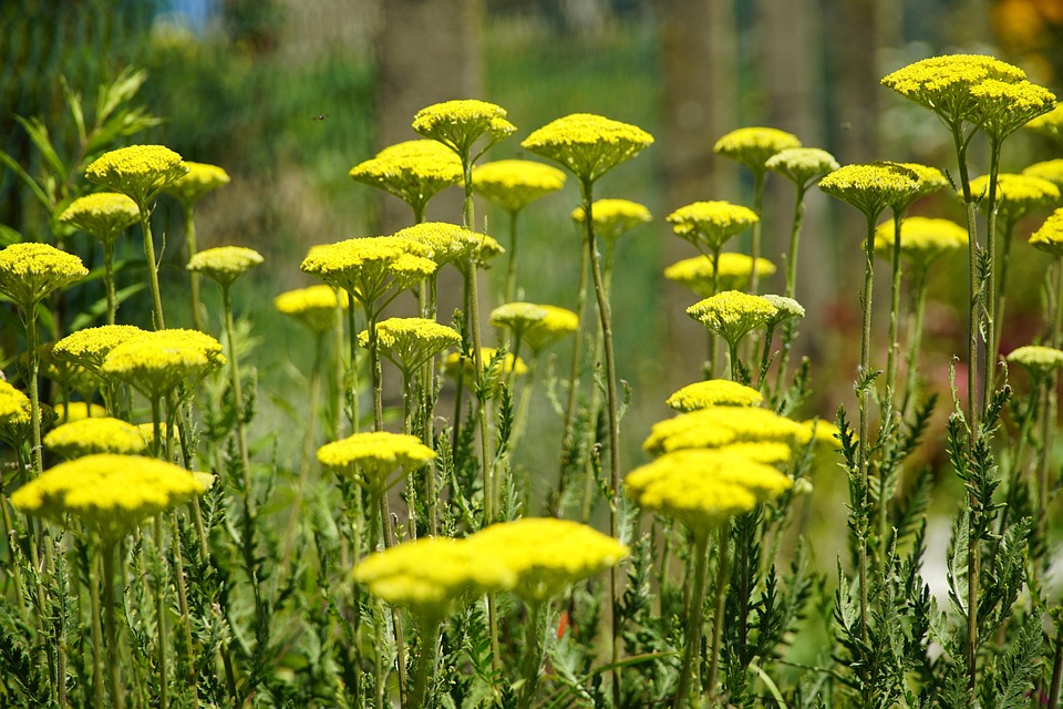Achillea Flores De Color - Foto gratis en Pixabay - Pixabay