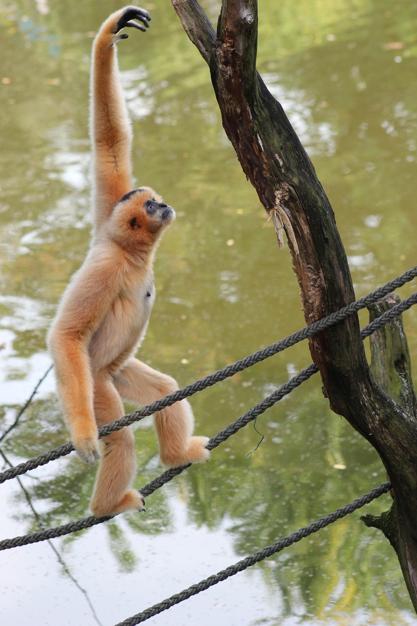 100+ Free Gibbon & Nature Images - Pixabay