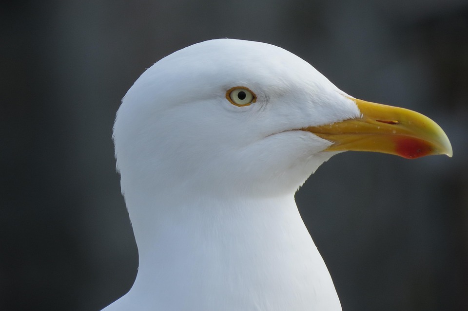 Bird Seagull Feathers - Free photo on Pixabay