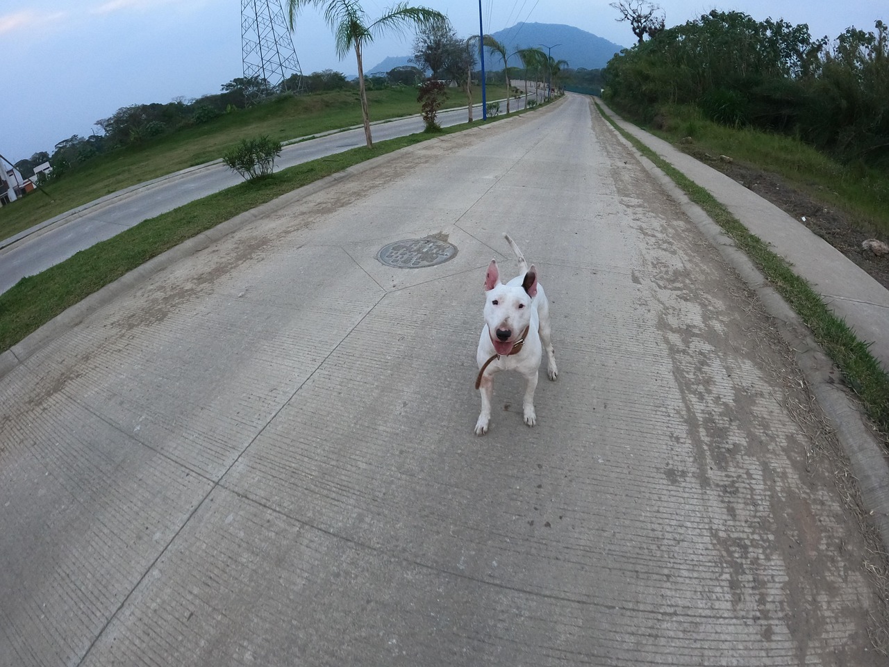 Mascot Dog - Free photo on Pixabay - Pixabay