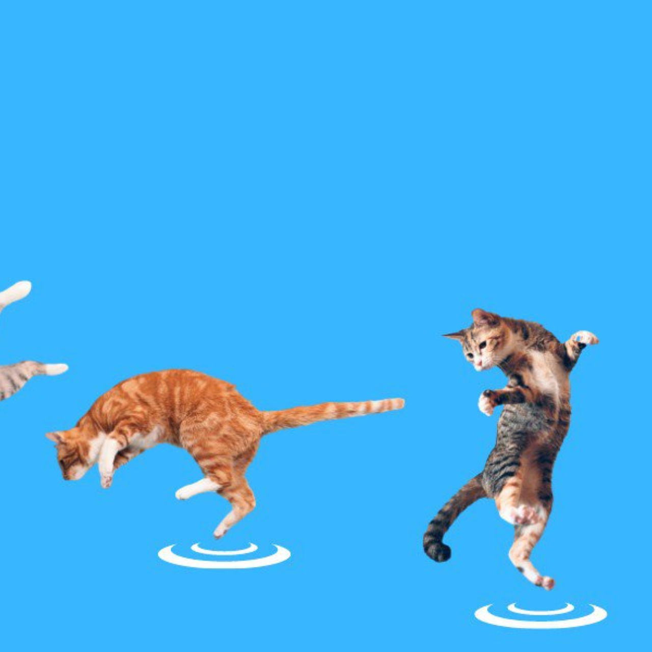 20,000+ Free Cat Dancing & Cat Images - Pixabay