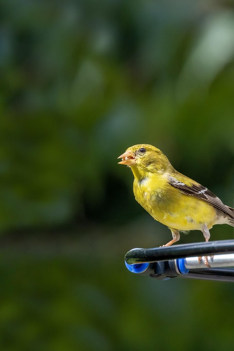 Vogel Goldzeisig Fink - Kostenloses Foto auf Pixabay - Pixabay