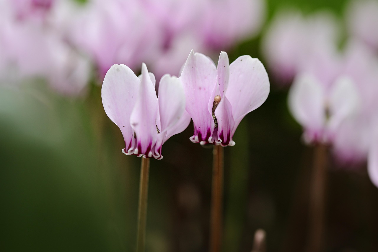 200+ Free Cyclamen & Nature Photos - Pixabay