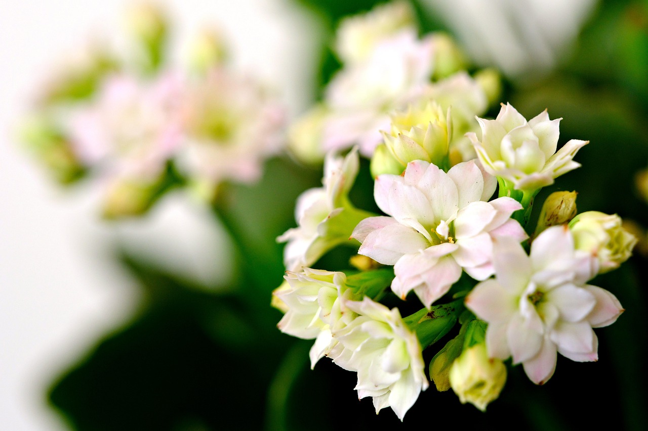 Kalanchoe Flowers Garden - Free photo on Pixabay - Pixabay