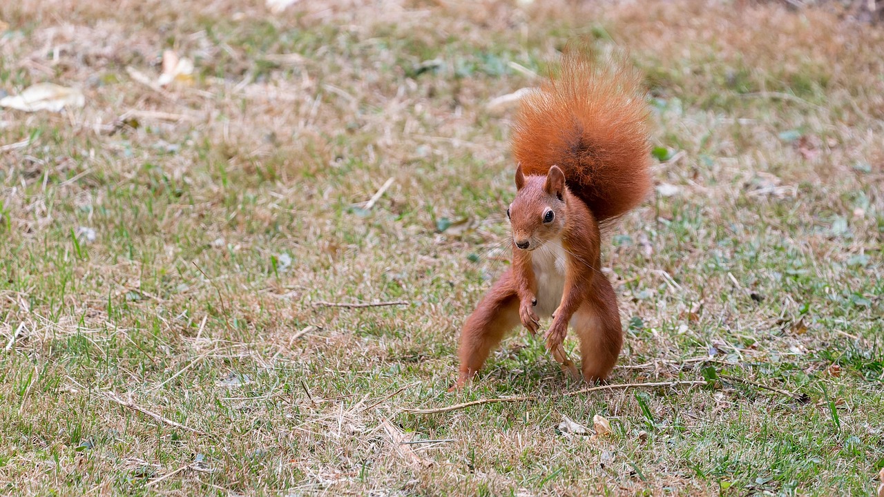 Squirrel Animal Rodent - Free photo on Pixabay - Pixabay