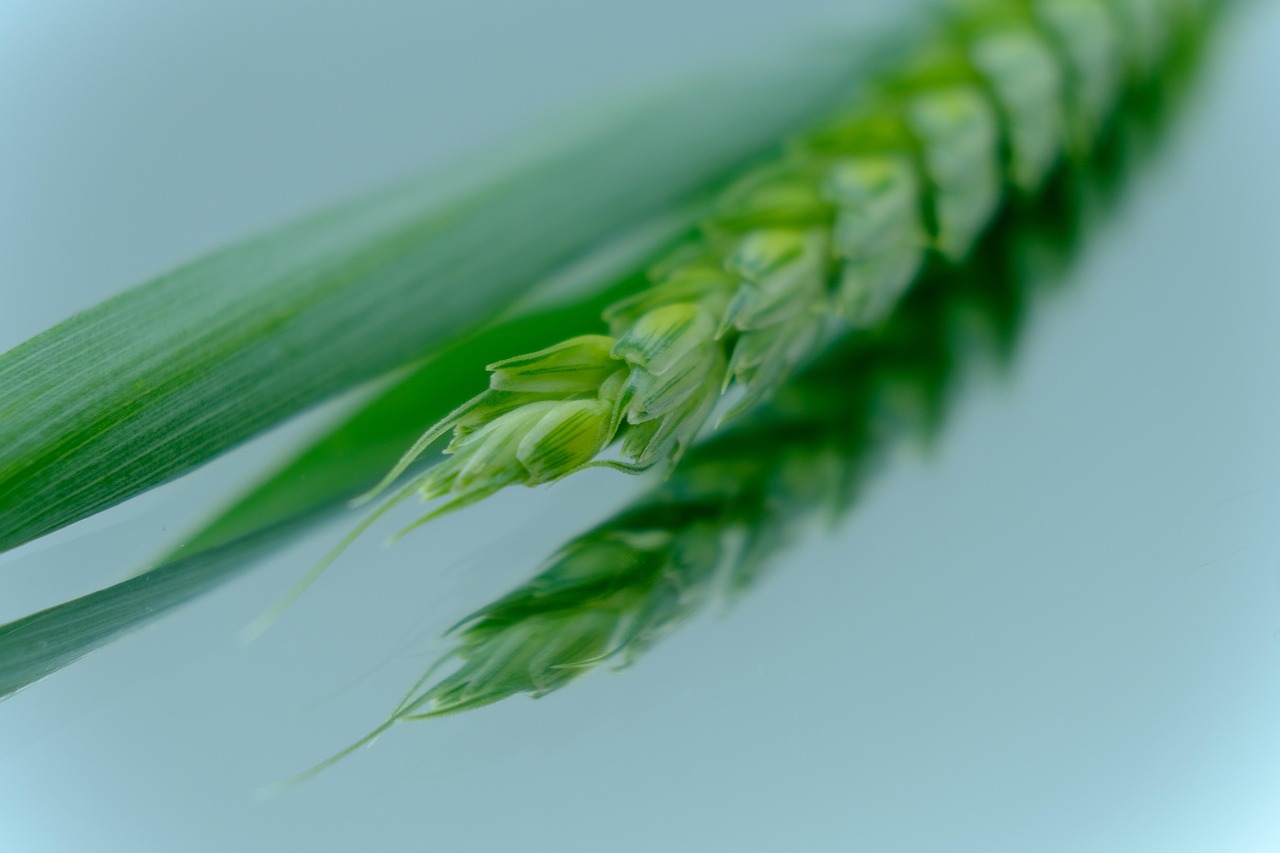 Ear Green Grains - Free photo on Pixabay