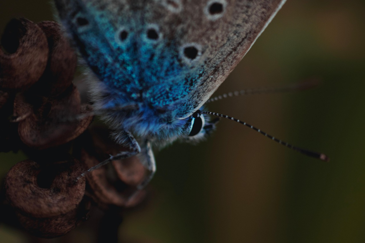 Butterfly Close Up Macro - Free photo on Pixabay