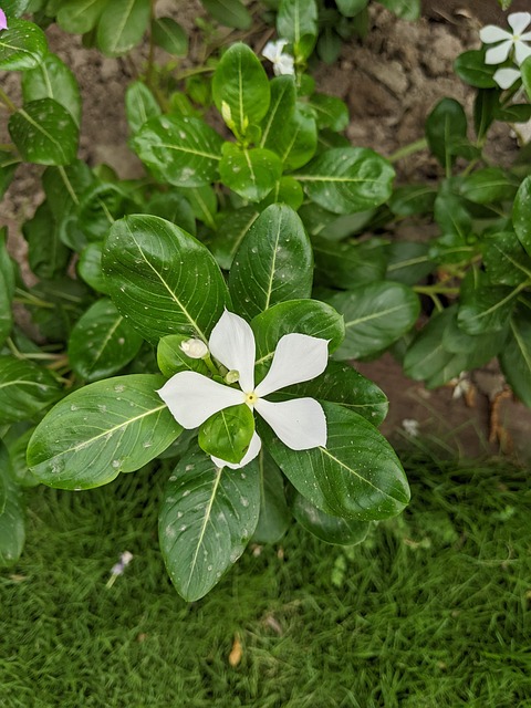White Flower Vinca Periwinkle - Free photo on Pixabay - Pixabay
