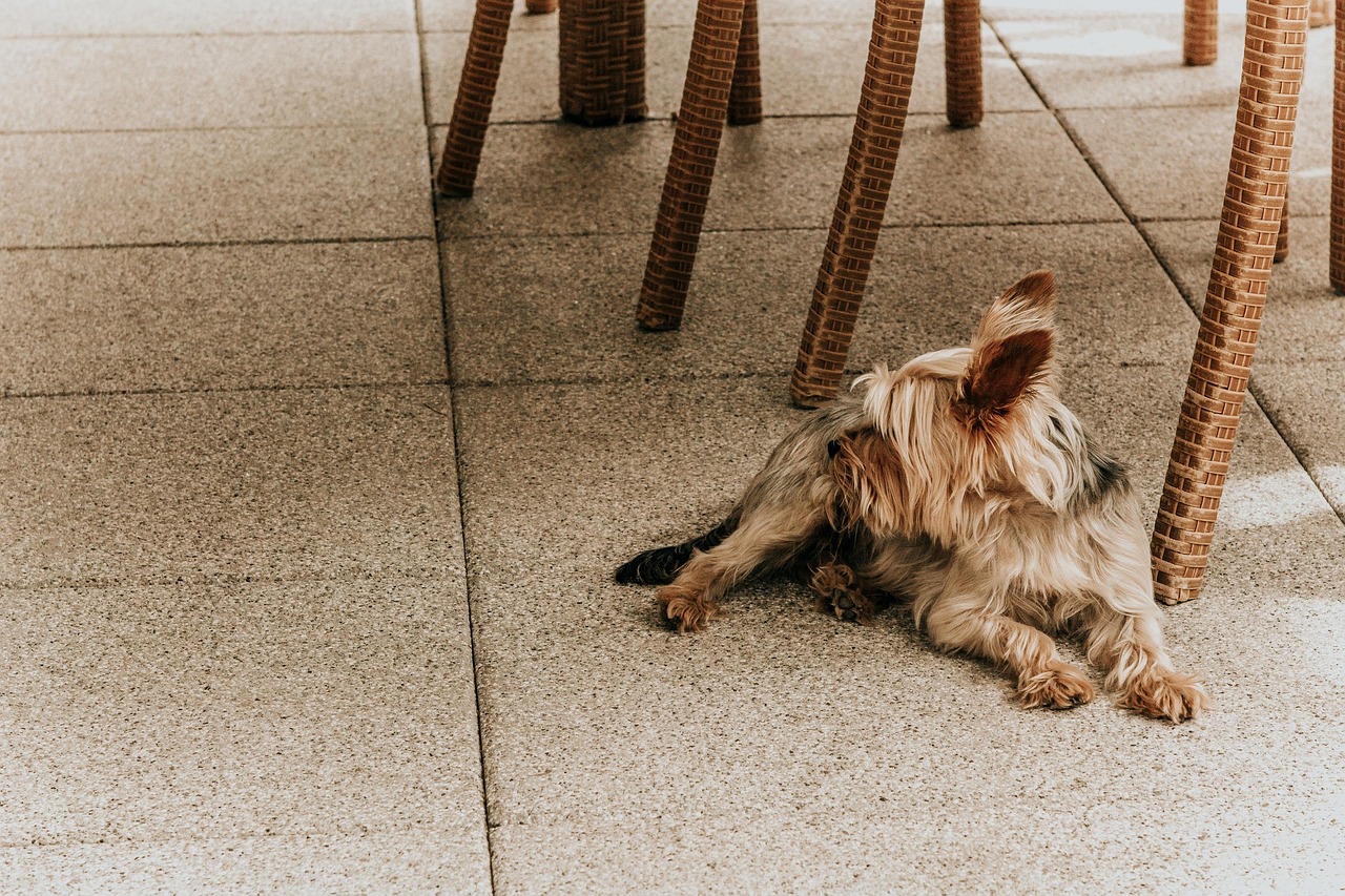 Yorkshire Terrier Hund Kleiner - Kostenloses Foto auf Pixabay - Pixabay