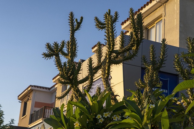 House Cactus Plant - Free photo on Pixabay
