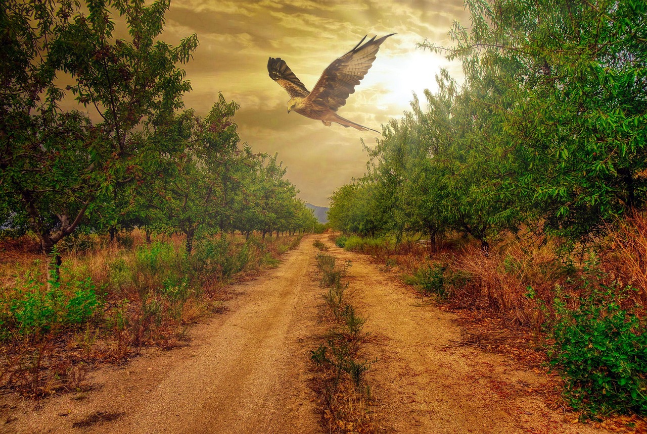 Eagle Sunset Nature - Free photo on Pixabay - Pixabay