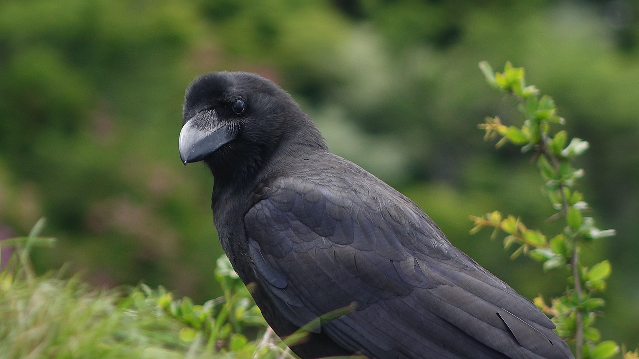 Bird Ornithology Toucan Crow - Free photo on Pixabay - Pixabay