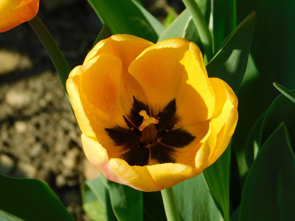 Tulipán Flor Que Se Abre - Foto gratis en Pixabay - Pixabay