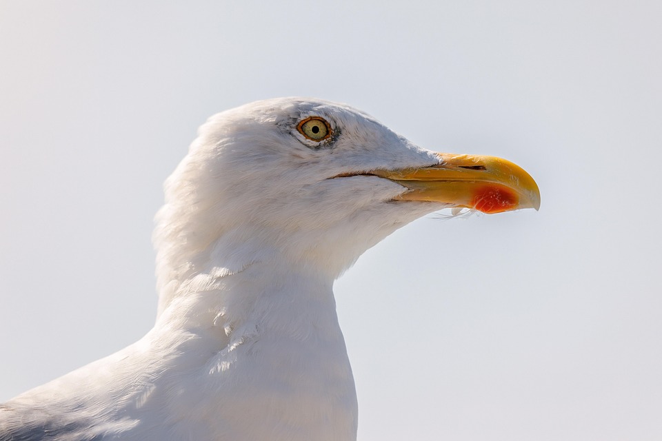 Seagull Bird Close To - Free photo on Pixabay - Pixabay