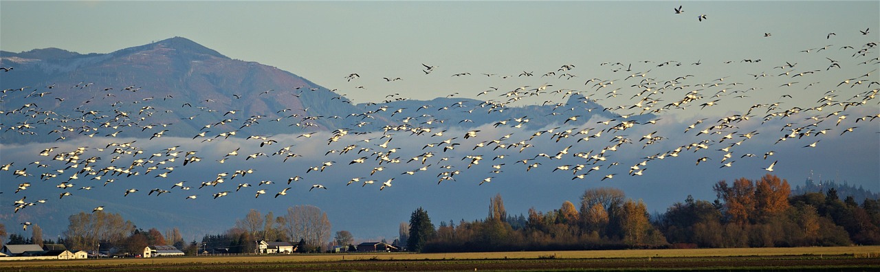 Geese Migration Birds Skagit - Free photo on Pixabay