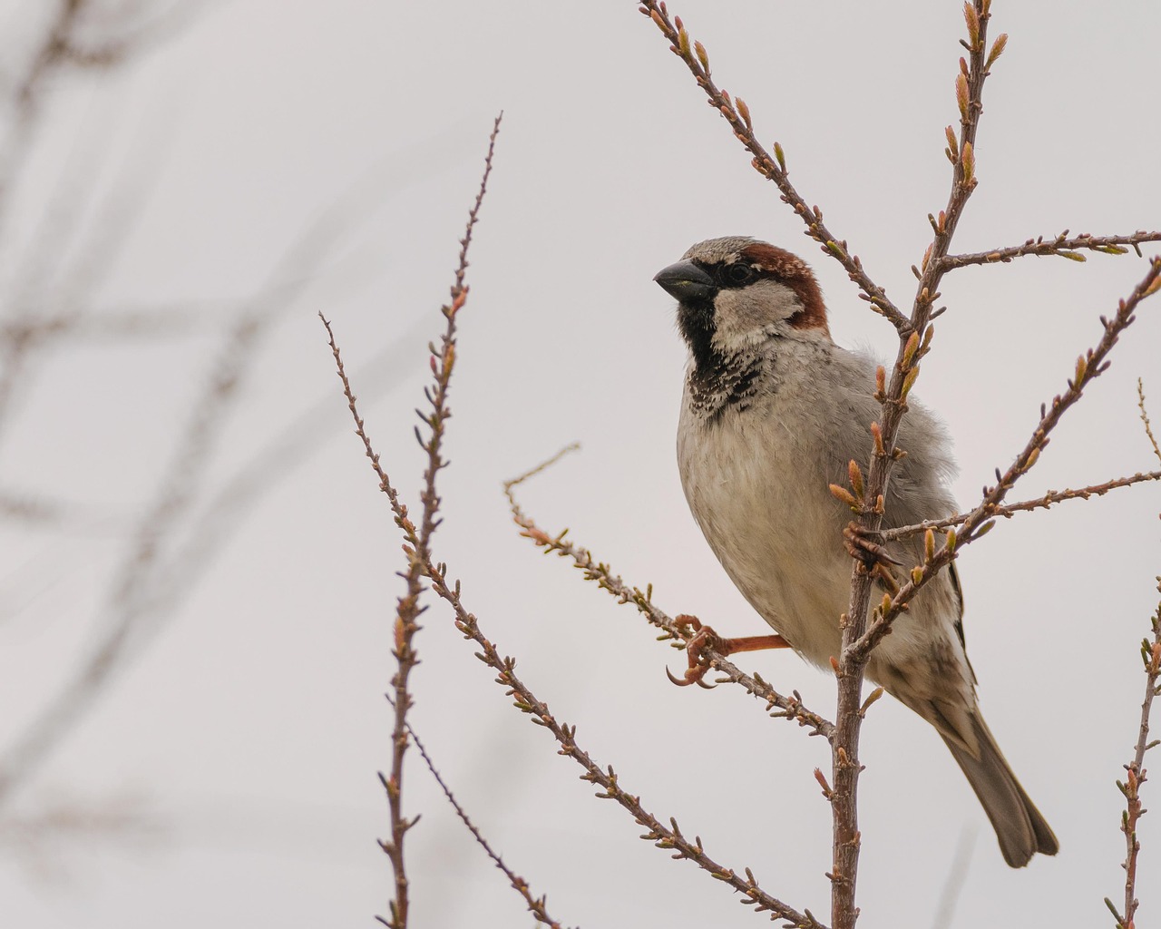 30,000+ Free Birds On Branch & Nature Images - Pixabay