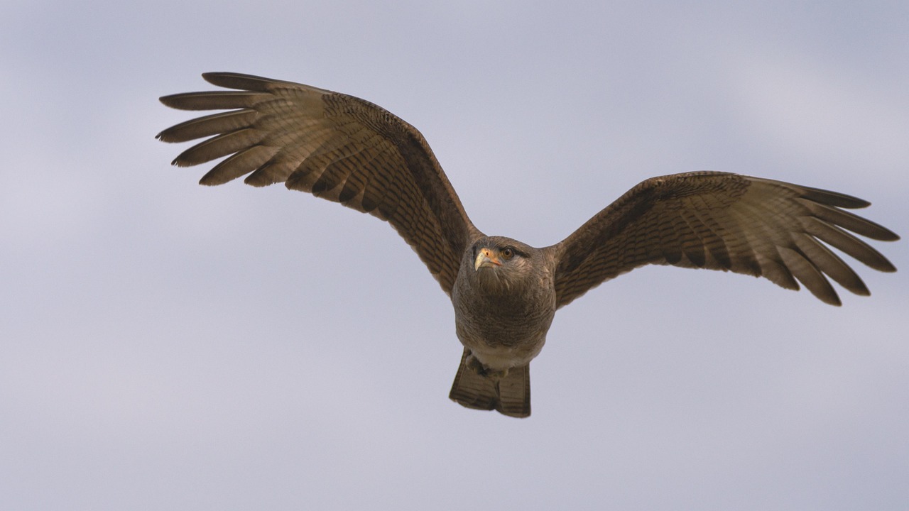 Fliegender Falke