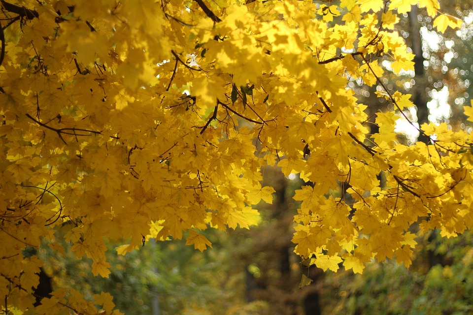 Leaves Autumn Foliage Yellow - Free photo on Pixabay