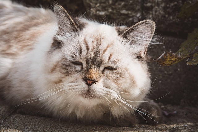 Gato Al Aire Libre Animal - Foto gratis en Pixabay
