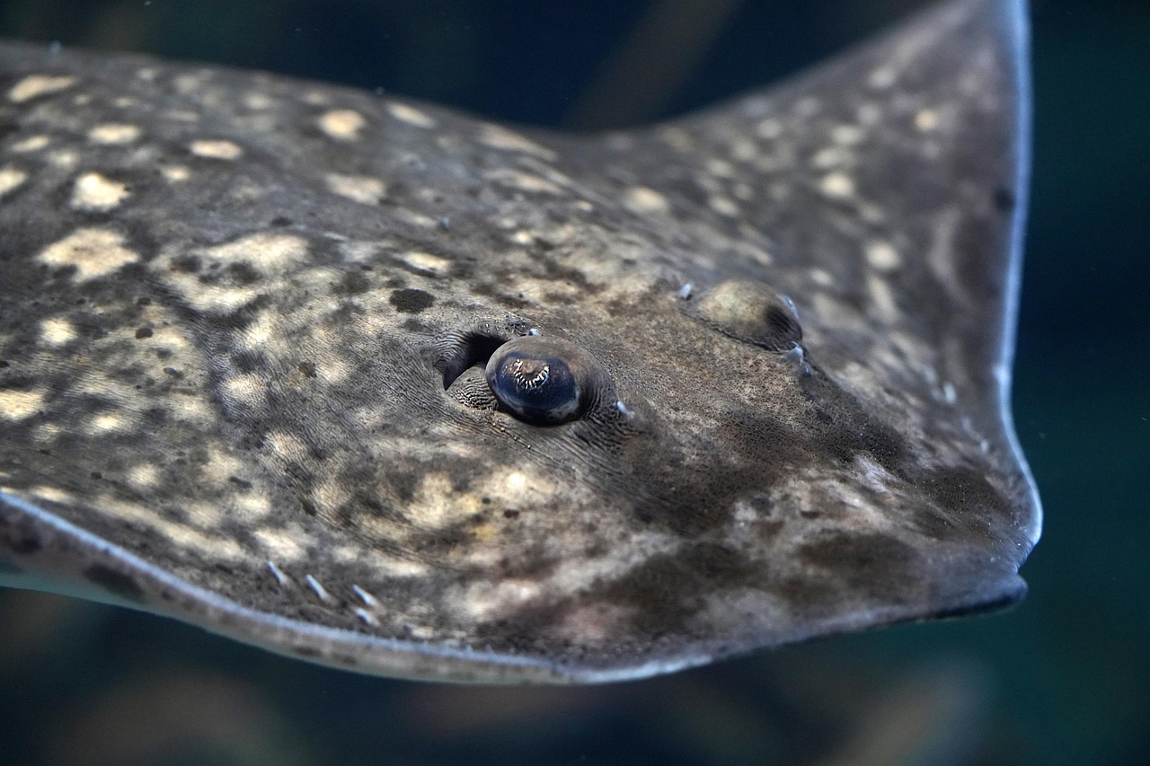 Sea Animal Ray Aquarium - Free photo on Pixabay - Pixabay