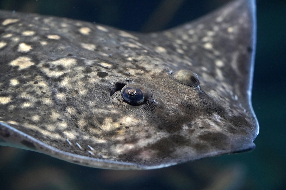 Sea Animal Ray Aquarium - Free photo on Pixabay - Pixabay