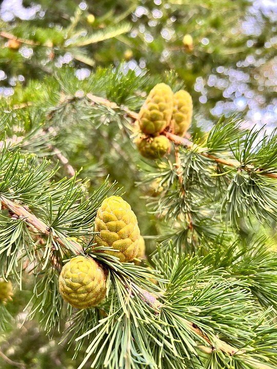 Tree Leaf Pine - Free photo on Pixabay - Pixabay